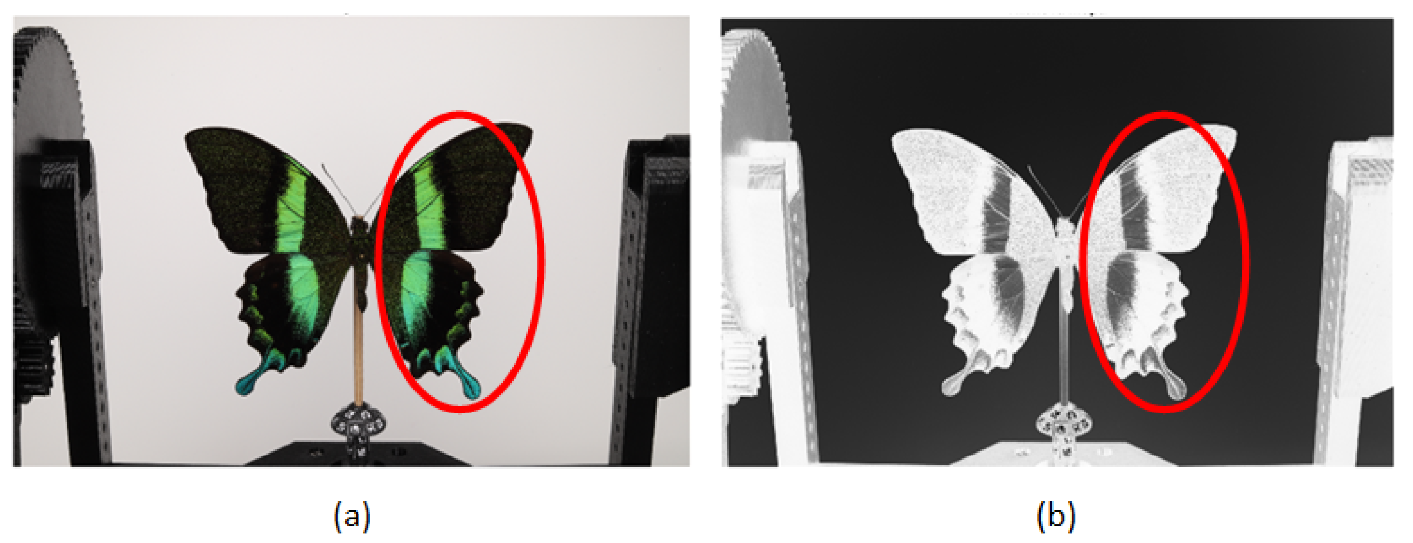 Enhancing 3D Models with Spectral Imaging for Surface Reflectivity