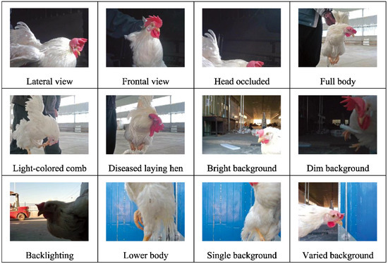 A Dataset of Visible Light and Thermal Infrared Images for Health ...
