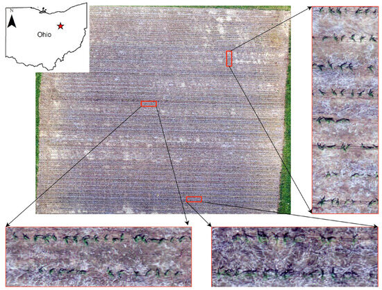 Integrating Automated Labeling Framework for Enhancing Deep Learning Models to Count Corn Plants ...