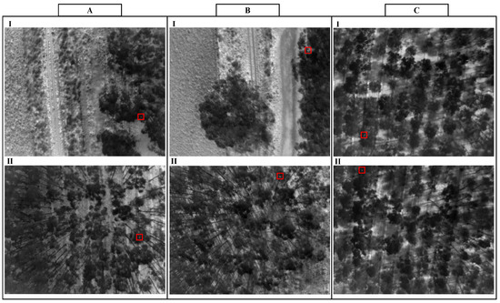 Evaluation of Automated Object-Detection Algorithms for Koala Detection in Infrared Aerial Imagery