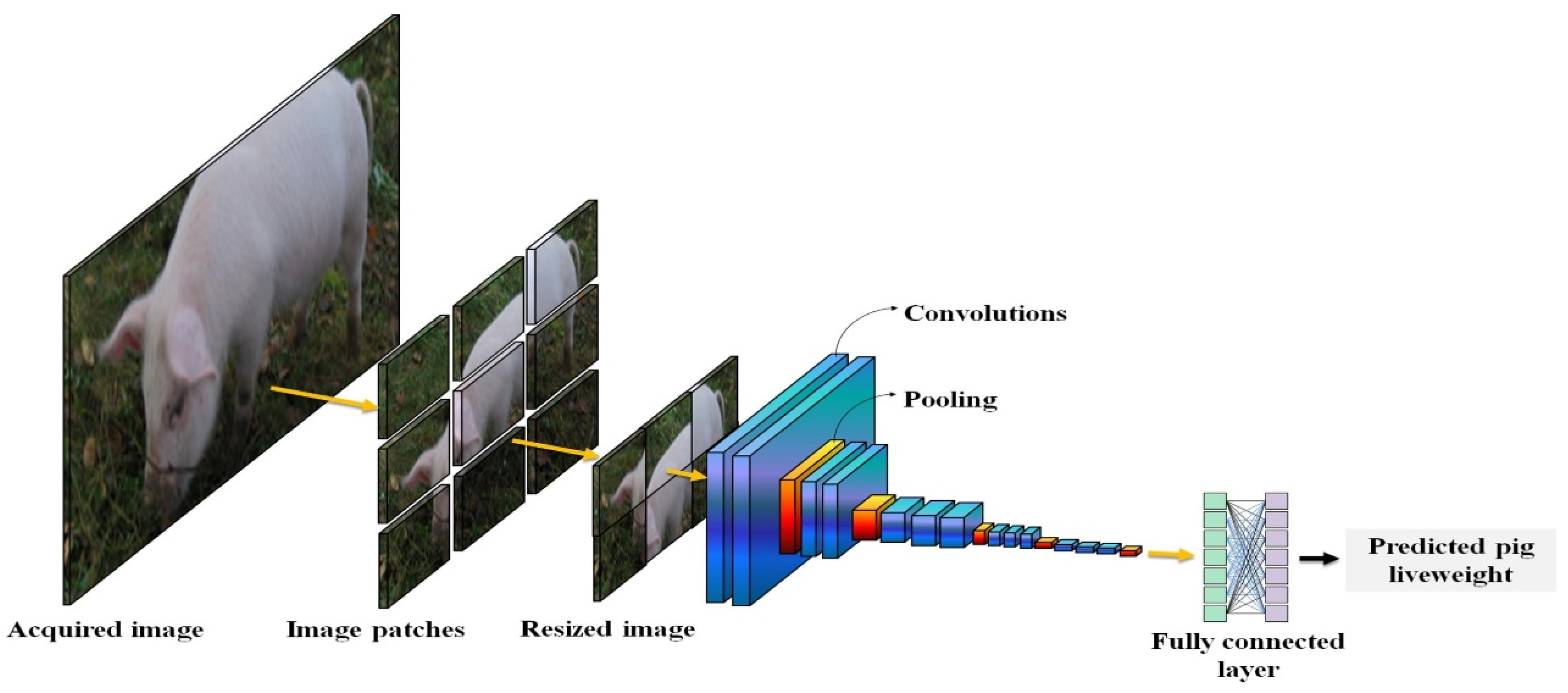 A Review of Visual Estimation Research on Live Pig Weight