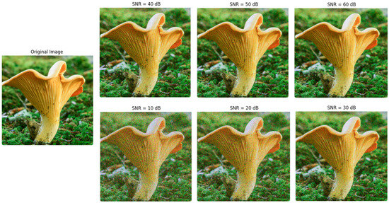 Deep Learning Based Classification Of Macrofungi Comparative Analysis Of Advanced Models For