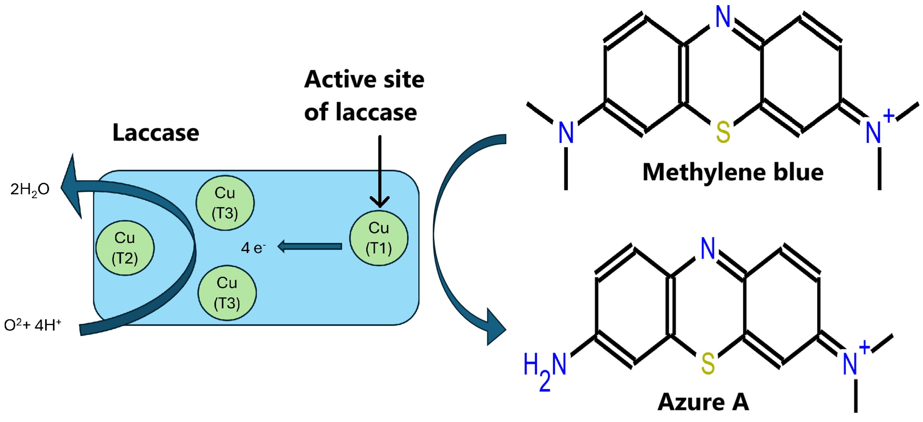 Use of Laccase Enzymes as Bio-Receptors for the Organic Dye Methylene ...