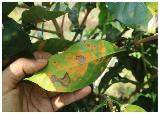 Coffee Leaf Rust Disease Detection and Implementation of an Edge Device for Pruning Infected ...