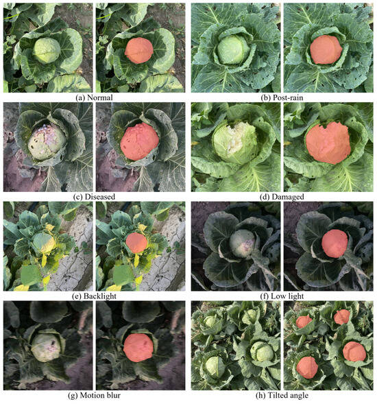 CabbageNet: Deep Learning for High-Precision Cabbage Segmentation in Complex Settings for ...