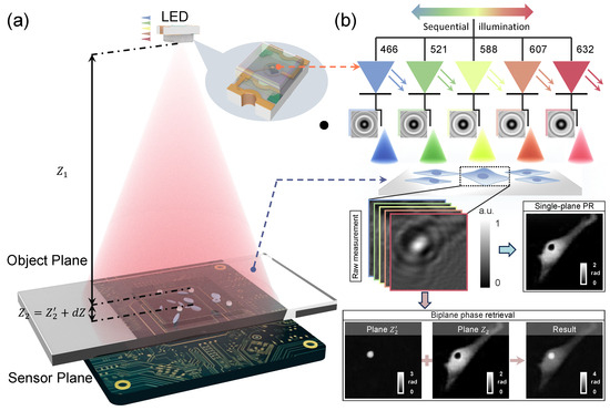Lens-Free On-Chip Quantitative Phase Microscopy for Large Phase Objects ...