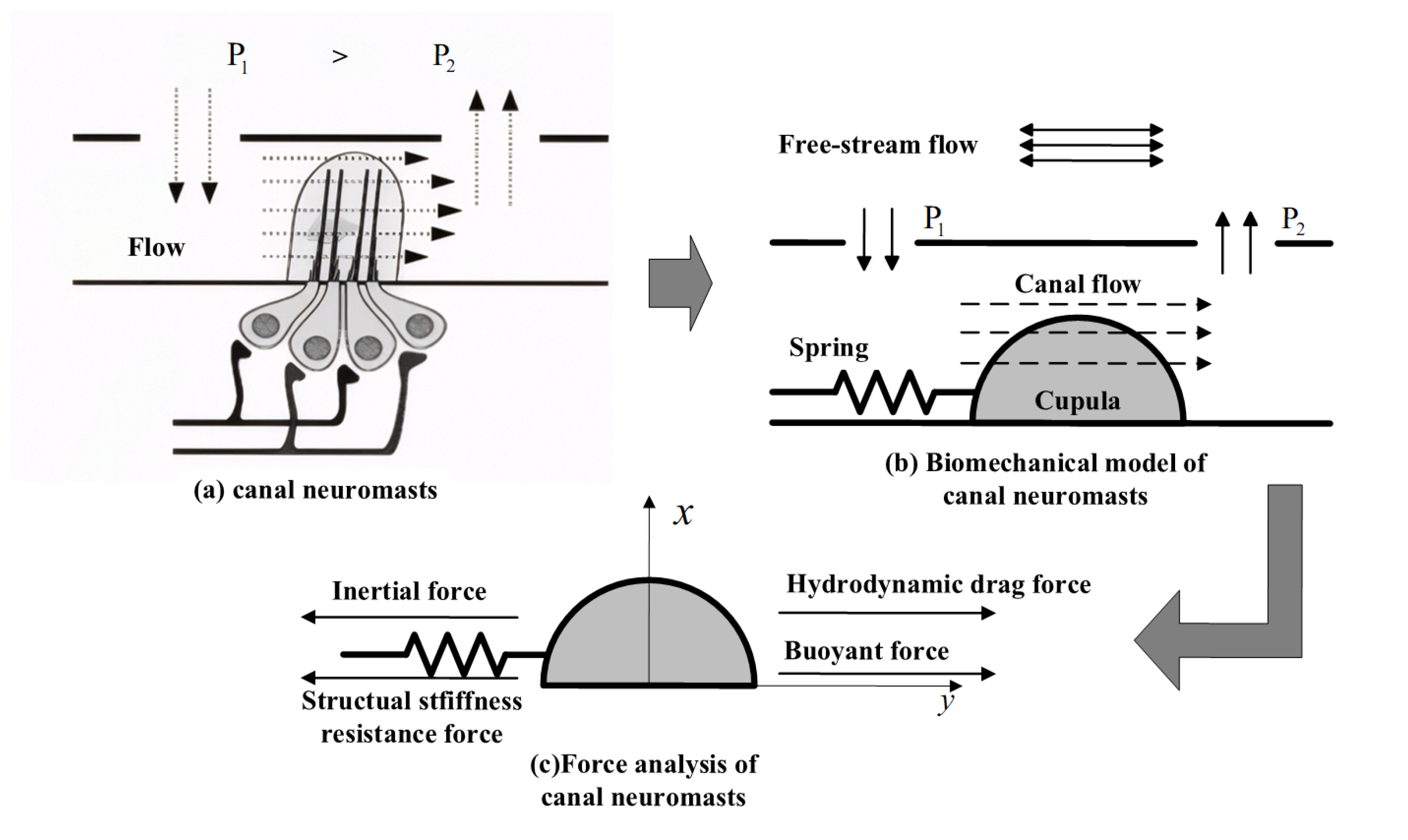 Wake Detection and Positioning for Autonomous Underwater Vehicles Based ...