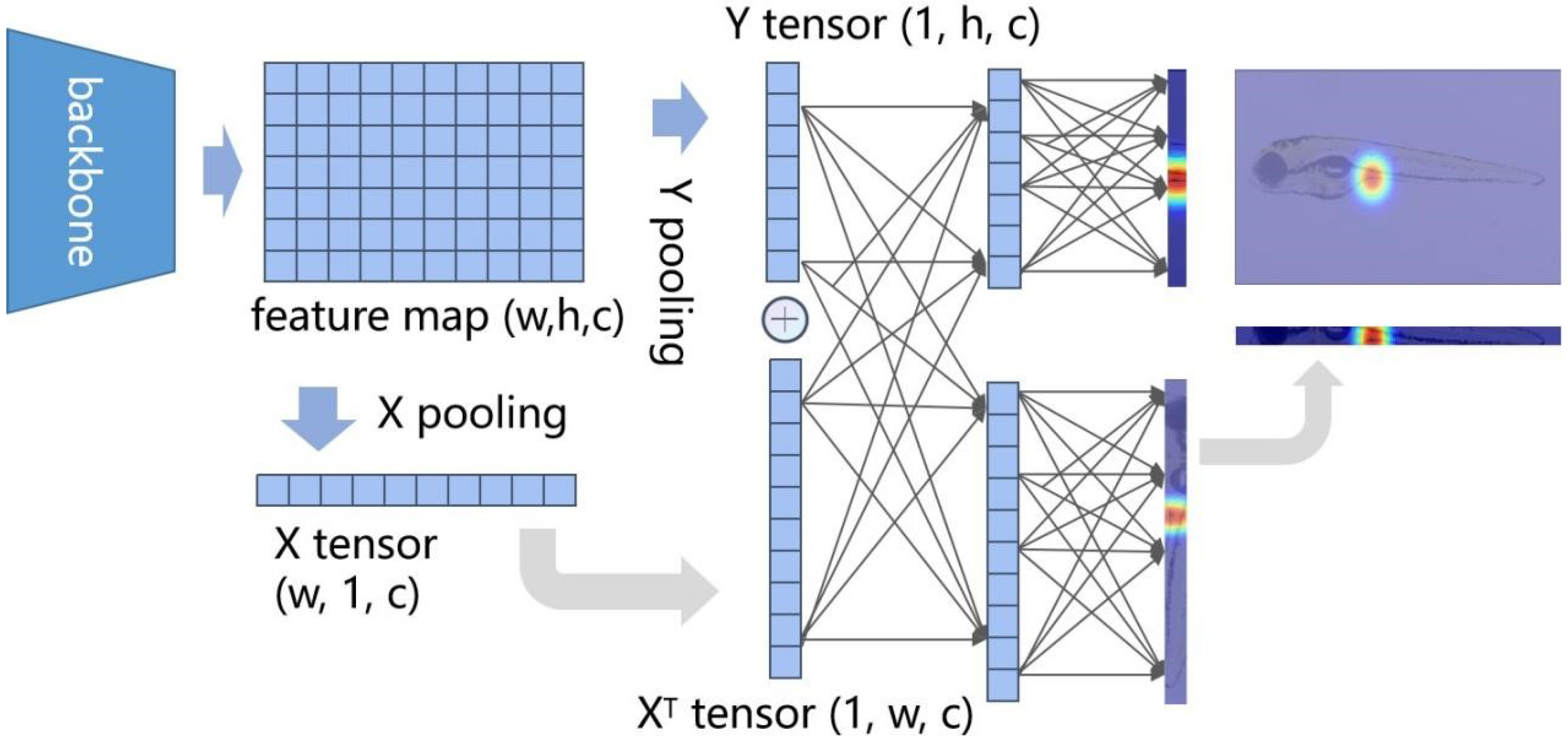 Cross-Shaped Heat Tensor Network for Morphometric Analysis Using Zebrafish Larvae Feature Keypoints