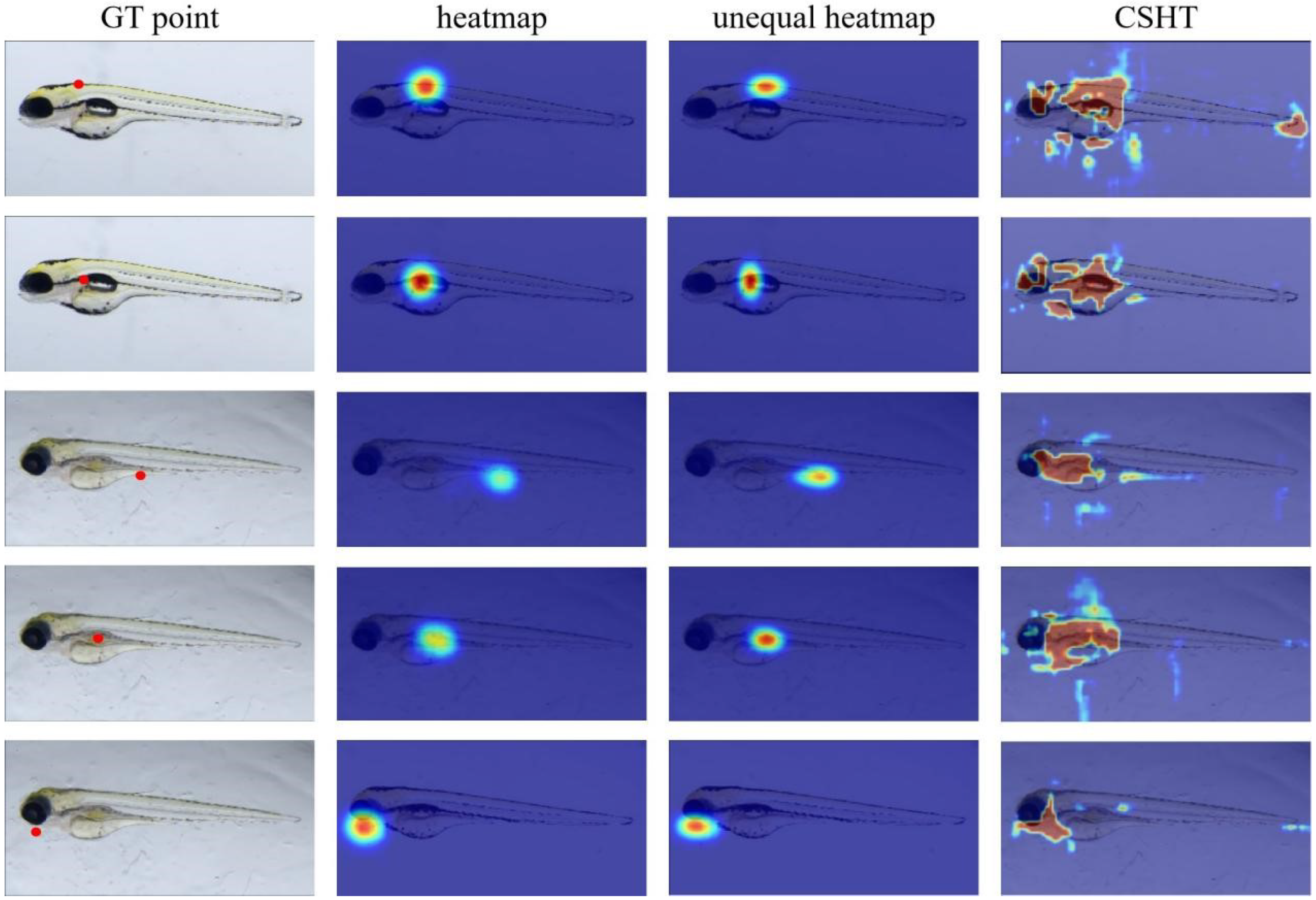 Cross-Shaped Heat Tensor Network for Morphometric Analysis Using Zebrafish Larvae Feature Keypoints