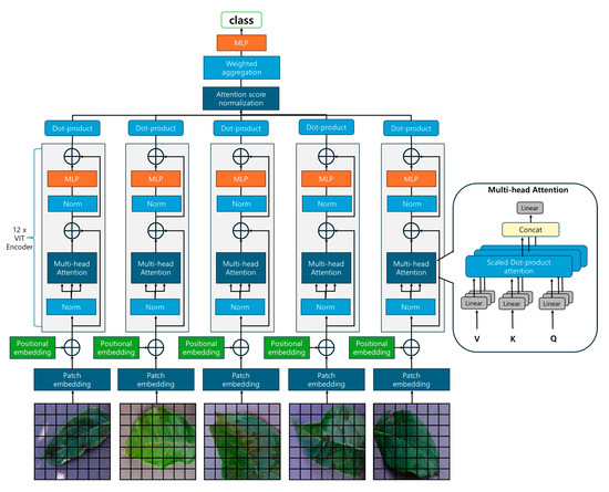Attention Score-Based Multi-Vision Transformer Technique for Plant ...
