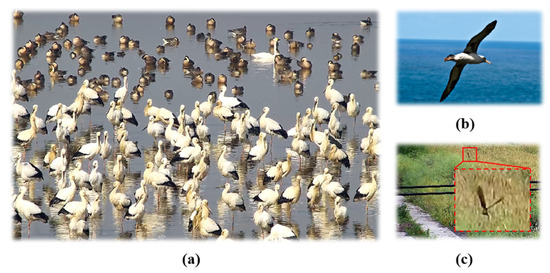 Bird Species Detection Net: Bird Species Detection Based on the ...