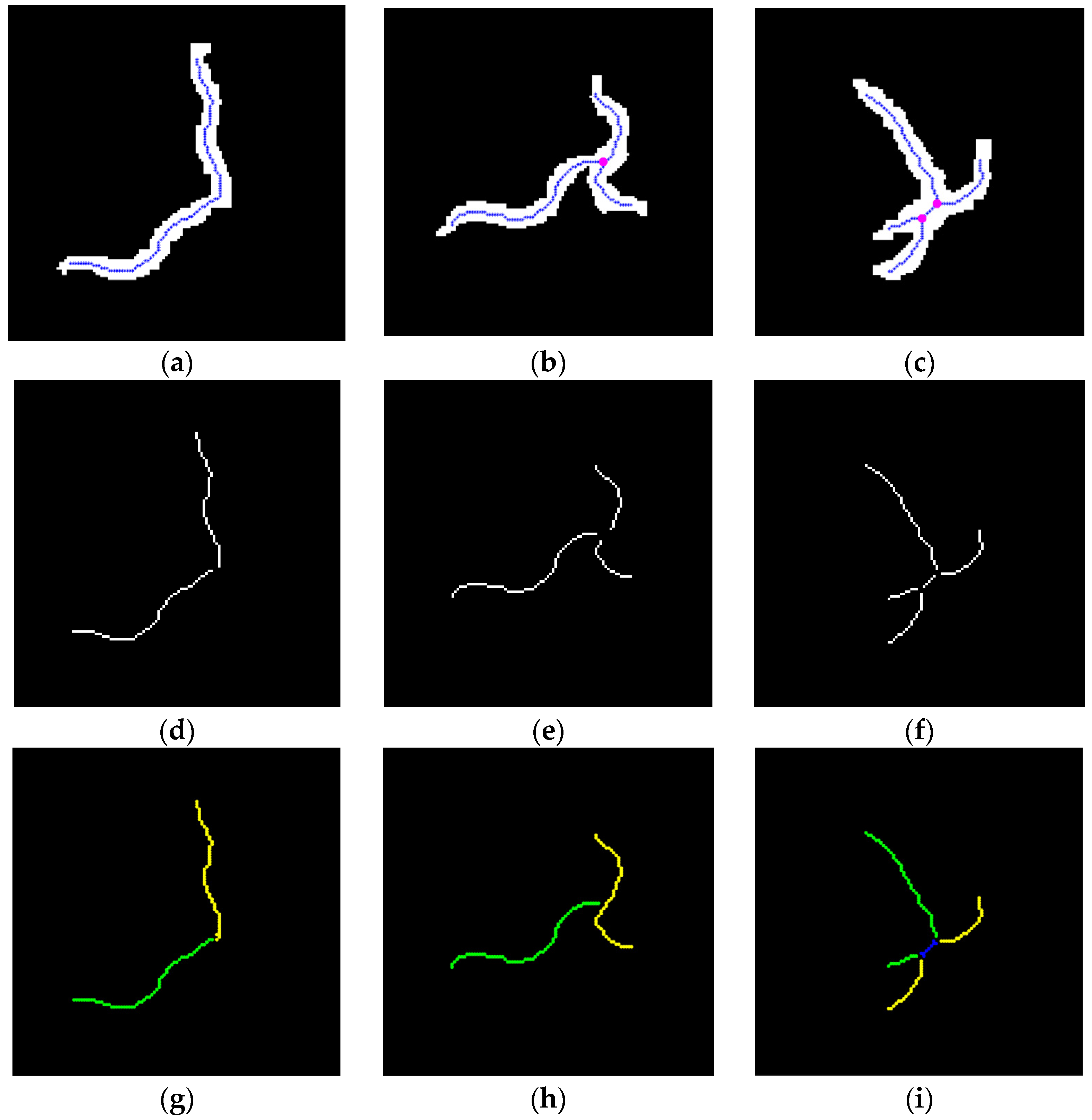 Network Flow Method Integrates Skeleton Information for Multiple C ...