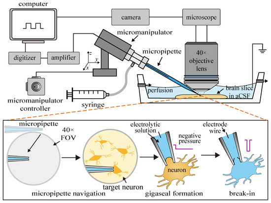 Robotic Fast Patch Clamp in Brain Slices Based on Stepwise Micropipette ...