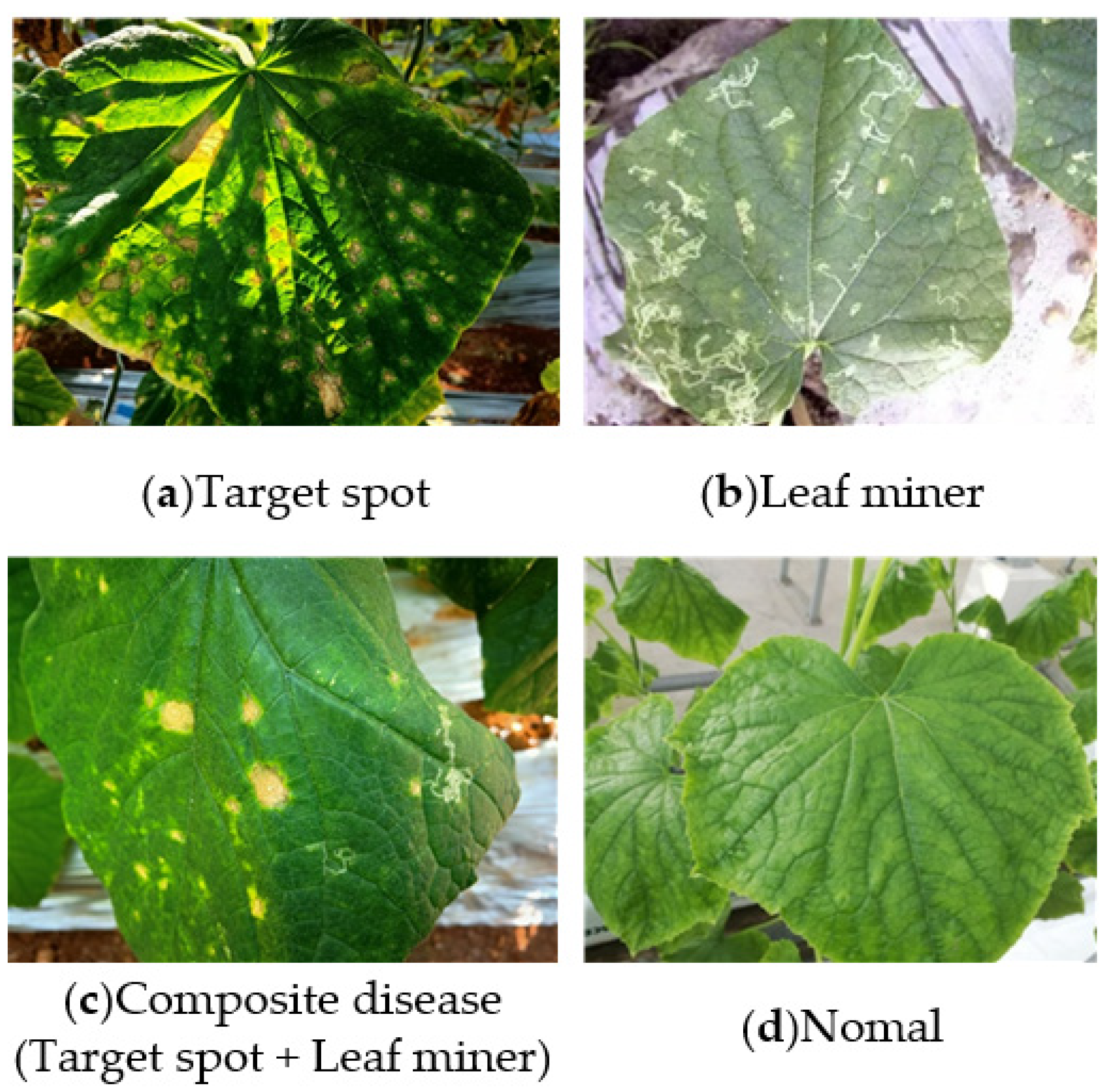 An Improved YOLOv8-Based Method for Detecting Pests and Diseases on Cucumber Leaves in Natural ...