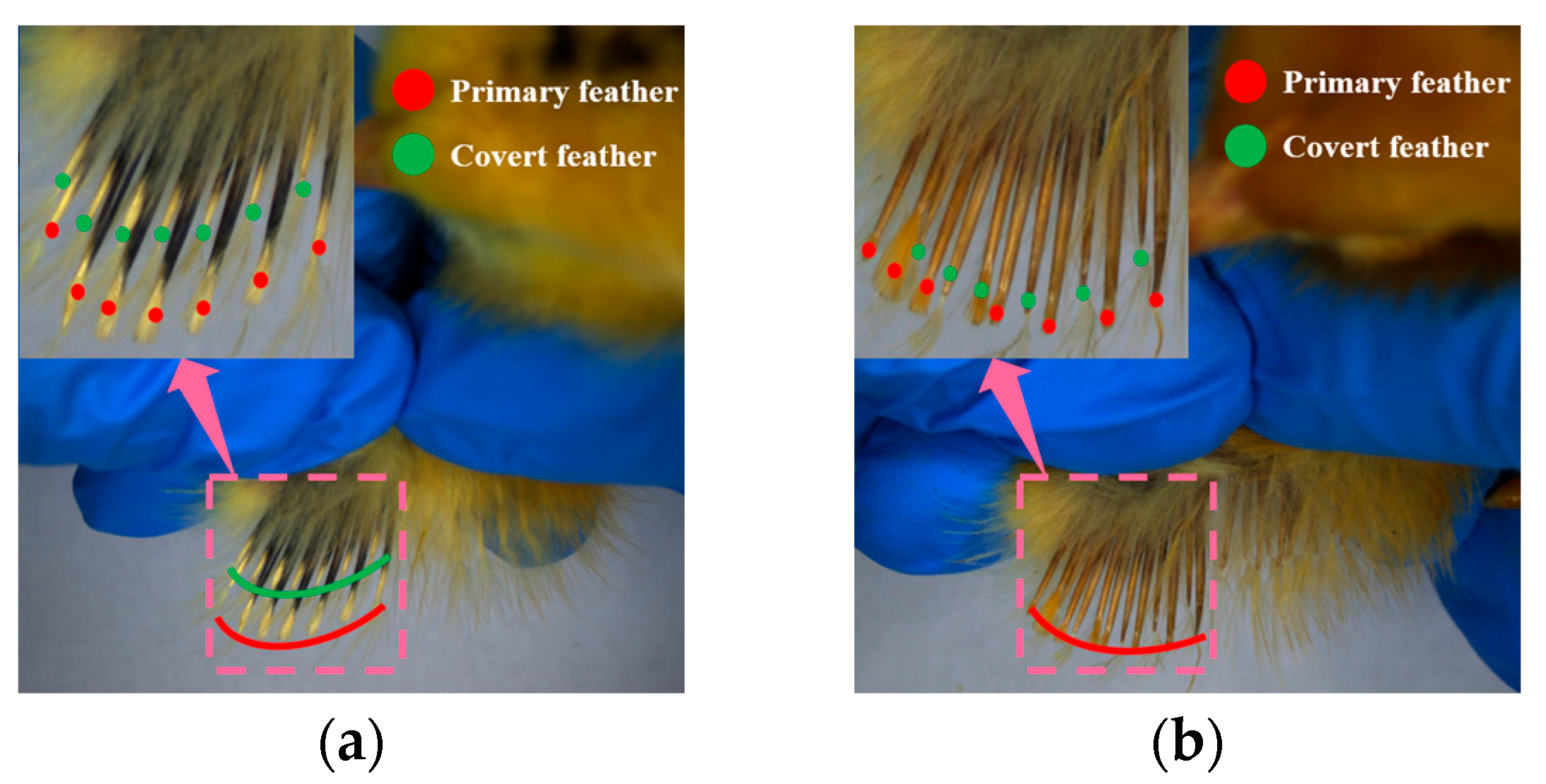 SAG-YOLO: A Lightweight Real-Time One-Day-Old Chick Gender Detection Method