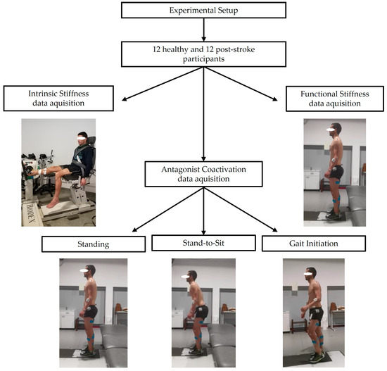 A Comprehensive Understanding of Postural Tone Biomechanics: Intrinsic ...