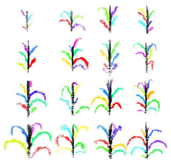 Measurement of Maize Leaf Phenotypic Parameters Based on 3D Point Cloud