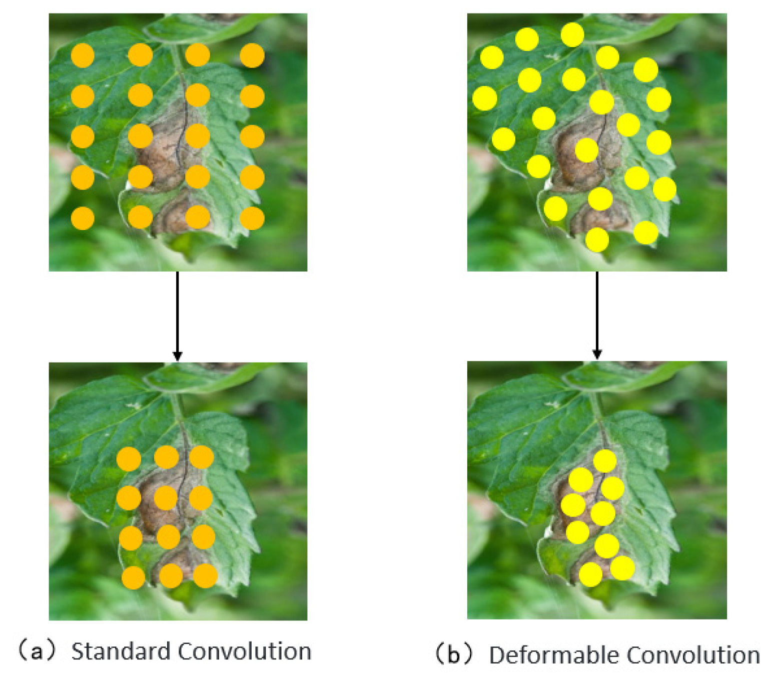 BED-YOLO: An Enhanced YOLOv10n-Based Tomato Leaf Disease Detection ...