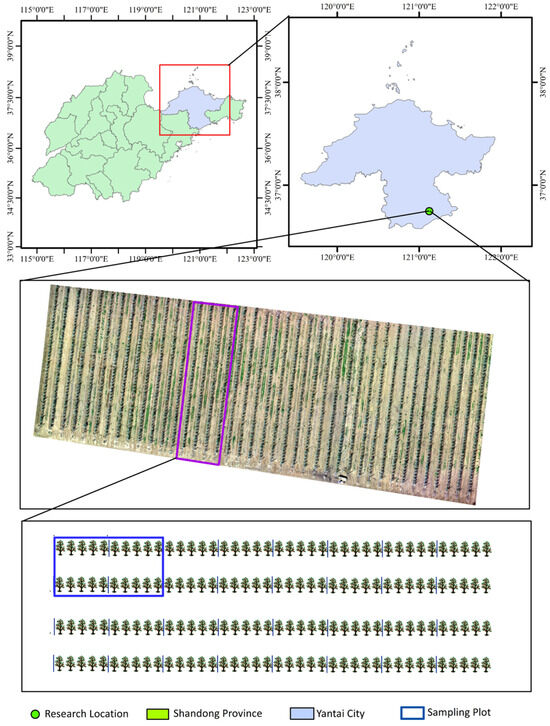 Apple Yield Estimation Method Based on CBAM-ECA-Deeplabv3+ Image Segmentation and Multi-Source ...