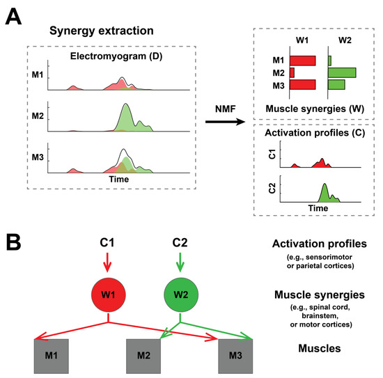 Can EMG-Derived Upper Limb Muscle Synergies Serve as Markers for Post ...