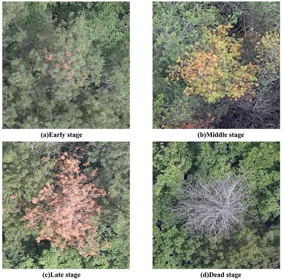YOLOv8-MFD: An Enhanced Detection Model for Pine Wilt Diseased Trees Using UAV Imagery