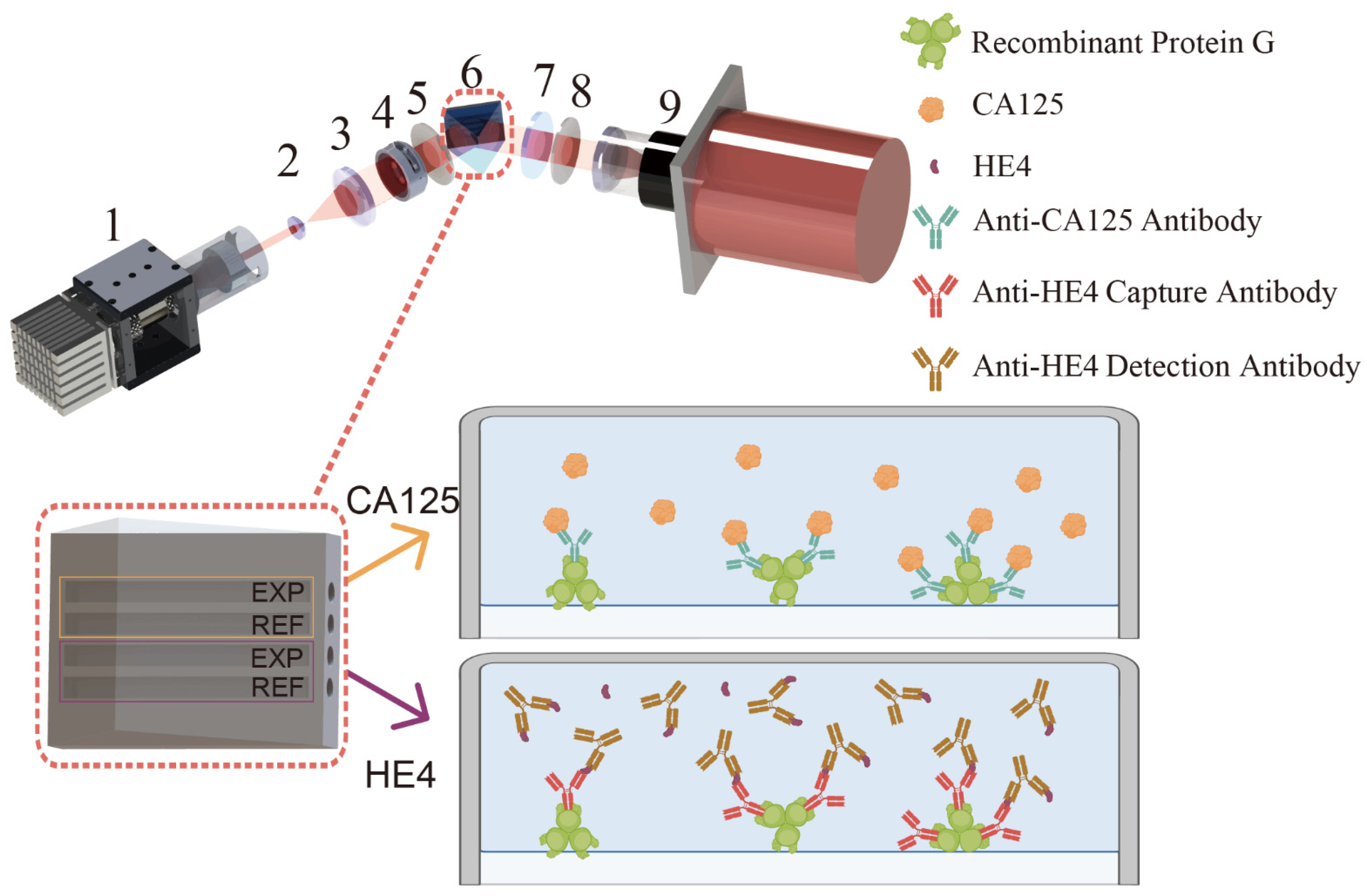 A Dual Immunosensor Based on Optical Weak Value Amplification for Simultaneous Detection of ...