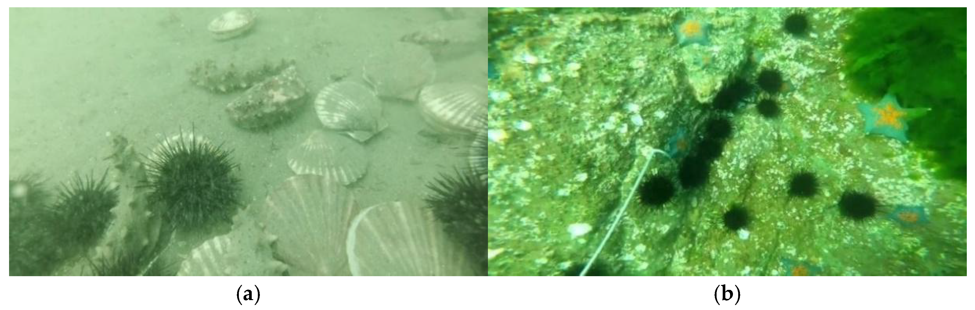 MAS-YOLOv11: An Improved Underwater Object Detection Algorithm Based on YOLOv11