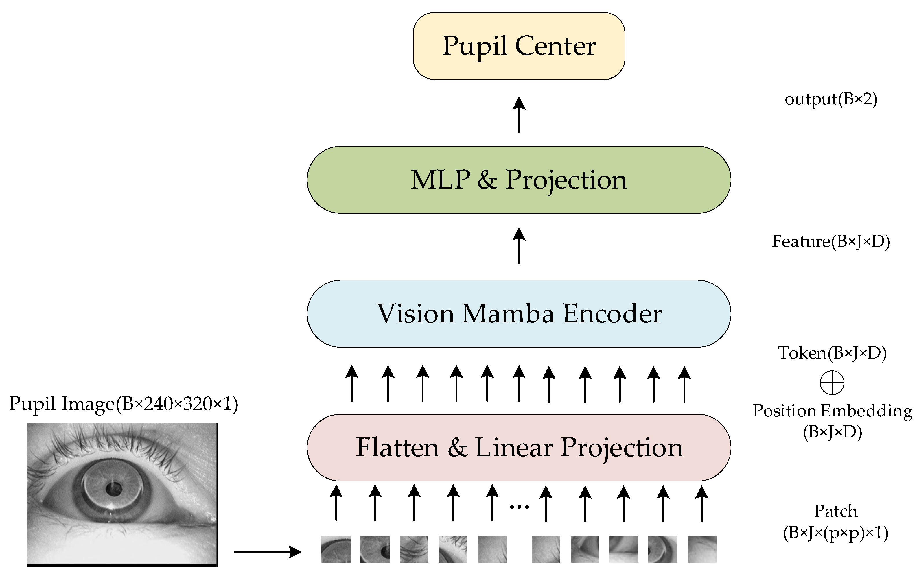 Pupil Detection Algorithm Based on ViM