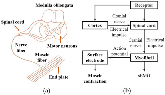 Electromyography Signal Acquisition, Filtering, and Data Analysis for ...