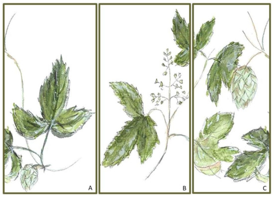 Metabolomic and Proteomic Profile of Dried Hop Inflorescences (Humulus ...
