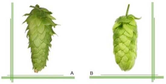 Metabolomic and Proteomic Profile of Dried Hop Inflorescences (Humulus ...