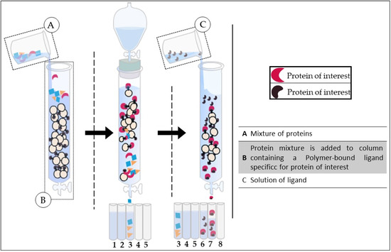 Lectin Purification through Affinity Chromatography Exploiting Macroporous Monolithic Adsorbents