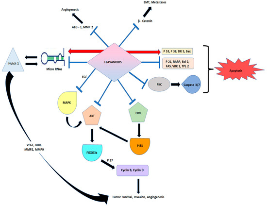 The Role of Selective Flavonoids on Triple-Negative Breast Cancer: An ...