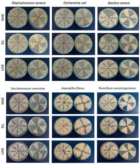 Carob Pulp Flour Extract Obtained by a Microwave-Assisted Extraction ...