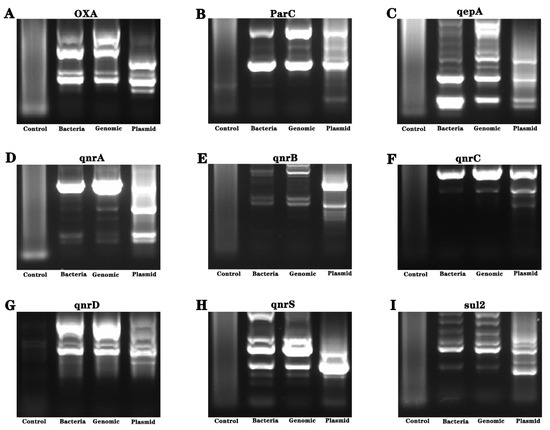 Genomic and Proteomic Analysis of Pseudomonas aeruginosa Isolated from ...