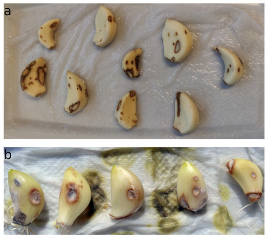 Examination of Volatile Signatures of Fusarium Bulb Rot in Garlic Using ...