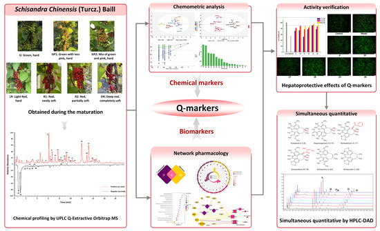Identification of Quality Markers in Schisandra chinensis (Turcz.) Baill. Using UPLC-Q ...