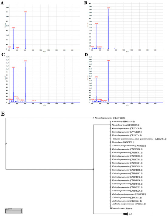 The Molecular Identification and Comprehensive Analysis of Klebsiella ...