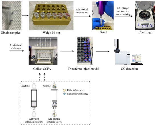 Rapid Purification and Quantification of Intestinal and Fecal Short ...