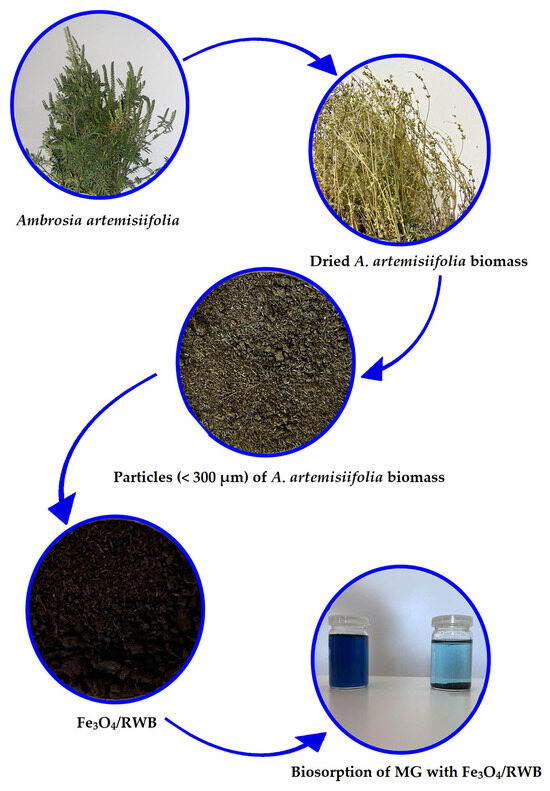 Eco-Friendly Green Approach to the Biosorption of Hazardous Dyes from ...