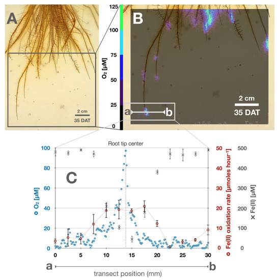 From Plant to Paddy—How Rice Root Iron Plaque Can Affect the Paddy ...