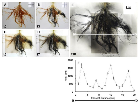 From Plant to Paddy—How Rice Root Iron Plaque Can Affect the Paddy ...