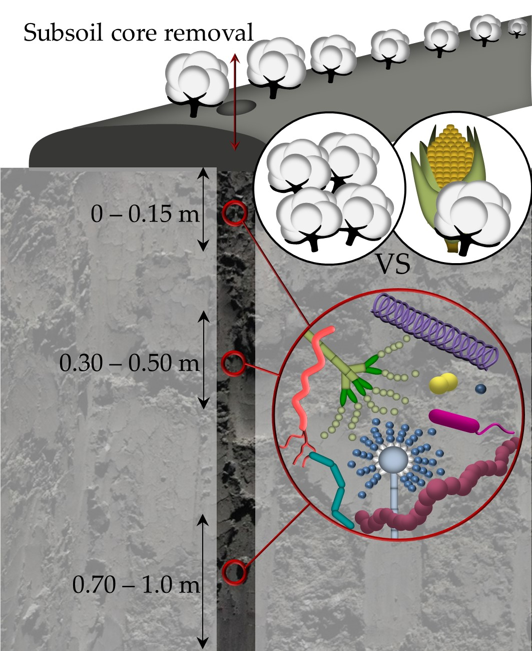 Soil Systems | Free Full-Text | Subsoil Microbial Diversity and ... Soil Systems | Free Full-Text | Subsoil Microbial Diversity and ...