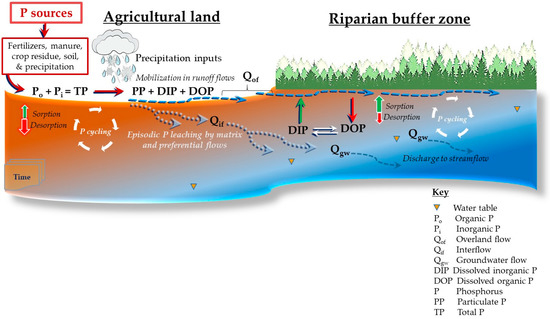 Phosphorus Transport along the Cropland–Riparian–Stream Continuum in ...