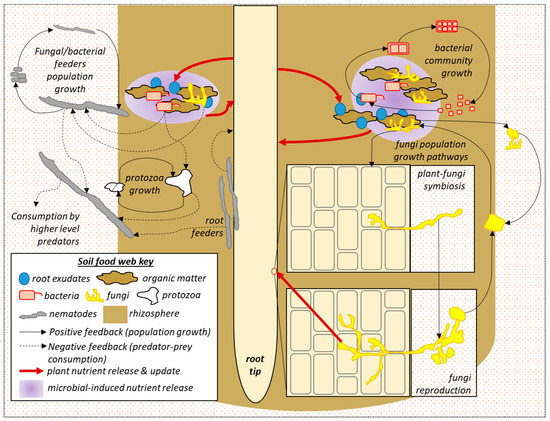 Soil as an Archetype of Complexity: A Systems Approach to Improve ...
