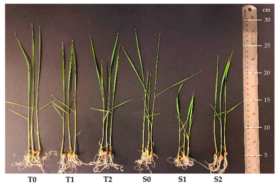 Improvement of Salinity Tolerance in Rice Seedlings by Exogenous ...