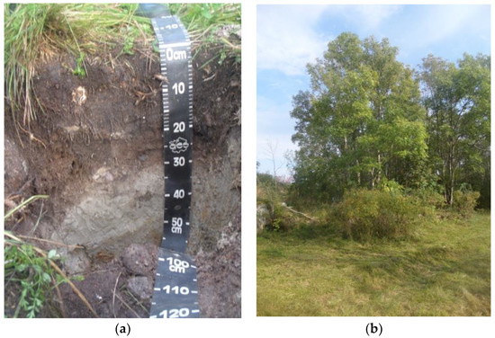 Soil Diversity of the Island of Gogland in the Gulf of Finland: History ...