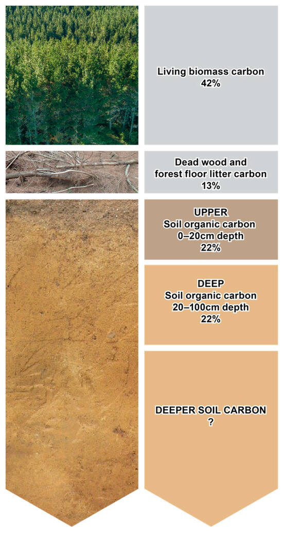 Lifting the Profile of Deep Forest Soil Carbon