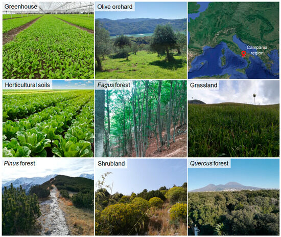 Impact of Land Use Types on Soil Physico-Chemical Properties, Microbial ...