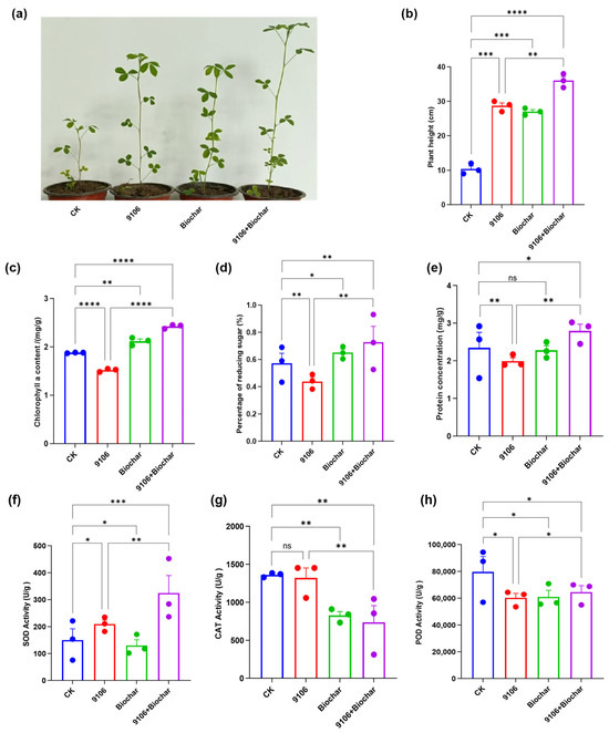 Moss Biochar Facilitates Root Colonization of Halotolerant Halomonas ...